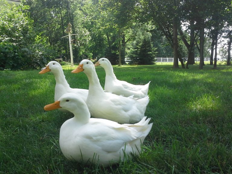 A Guide to Common Duck Diseases - Backyard Poultry